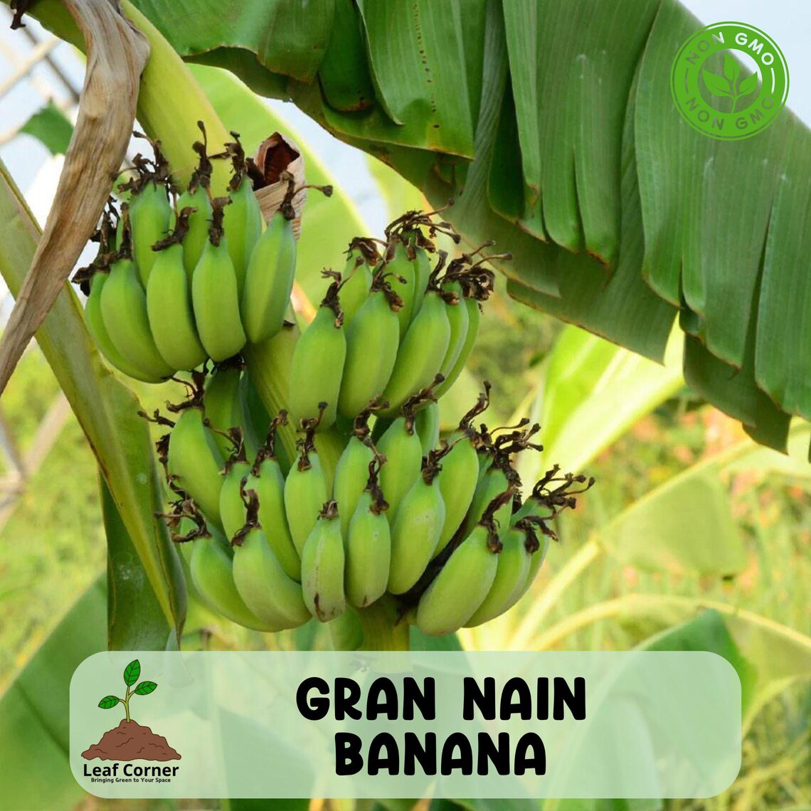 Gran Nain Banana Tree, Live Starter Plug Plant, Dwarf Sweet Banana ...