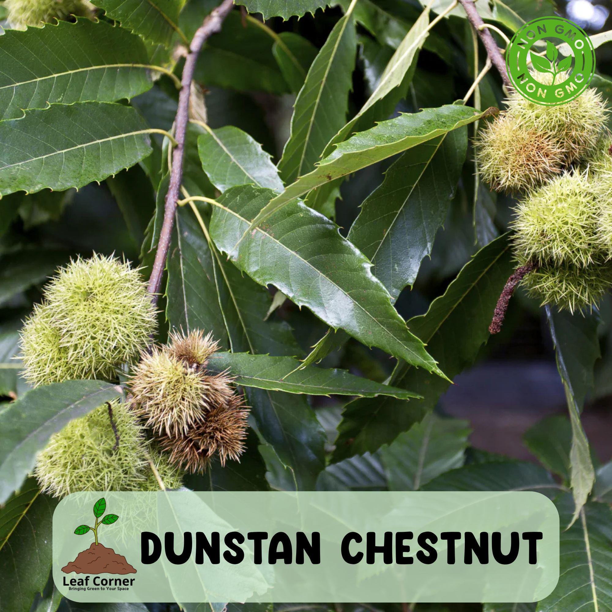 1 Dunstan Chestnut Tree, 12–24 Tall, Hybrid, Bare Root, Hardy Nut Tree ...