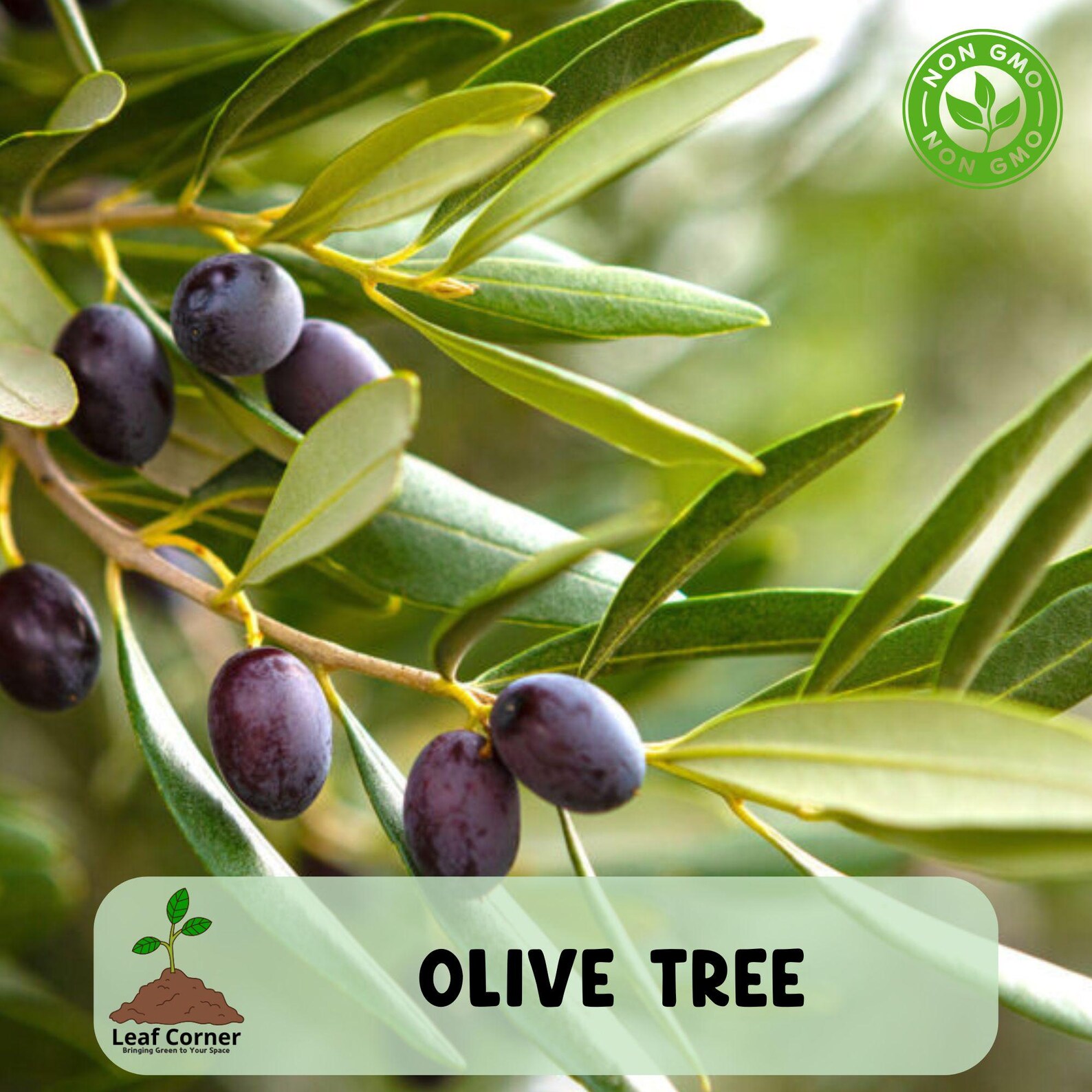 Arbequina Olive Tree Starter Plant, Healthy Potted Tree - Etsy