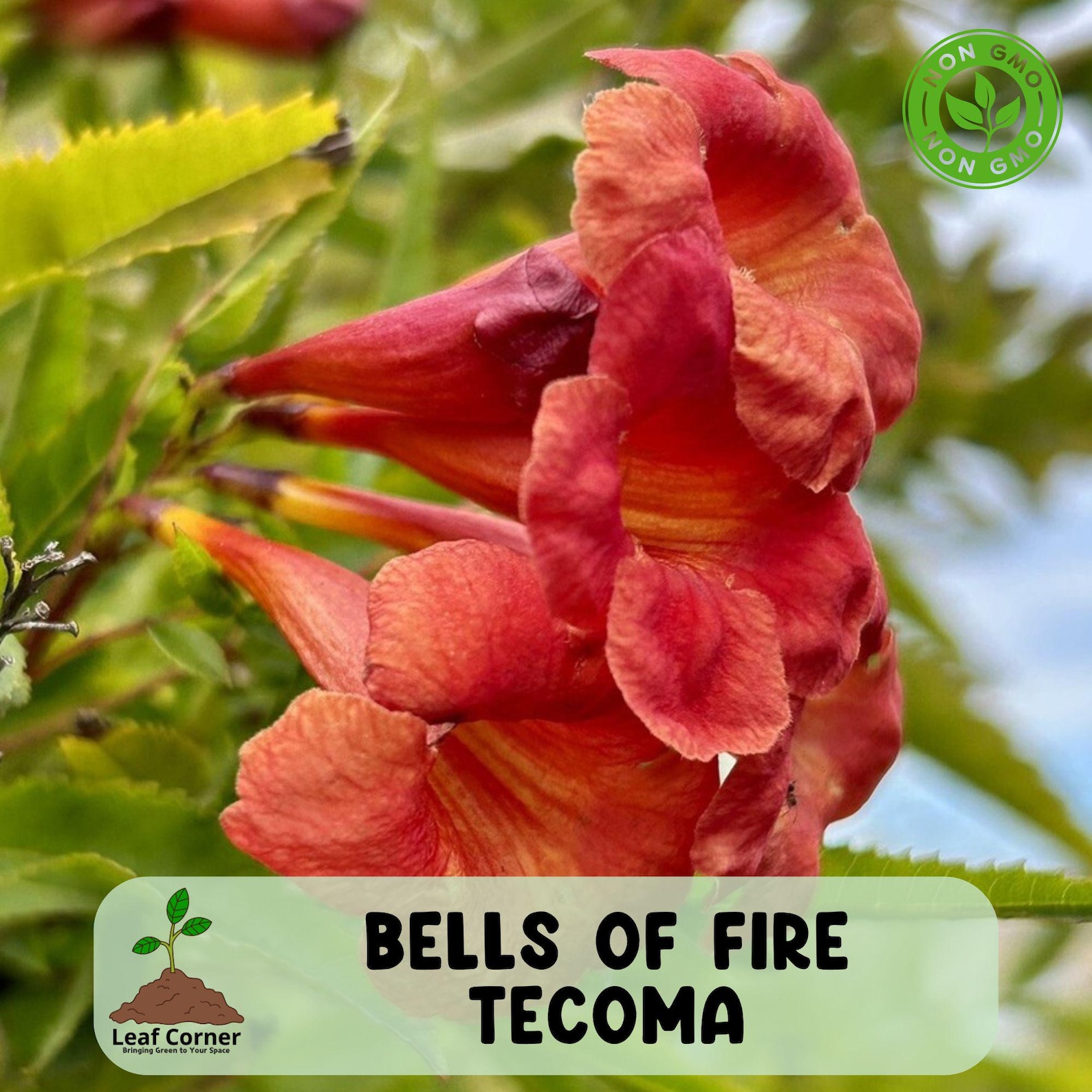 Bells of Fire Tecoma Tecoma Sp, Small Rooted Starter Plant, Fiery ...