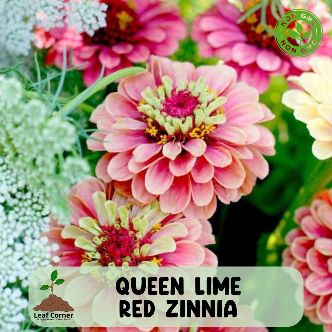 100 Queen Lime Red Zinnia Seeds, Unique Bicolor Blooms, Pollinator ...