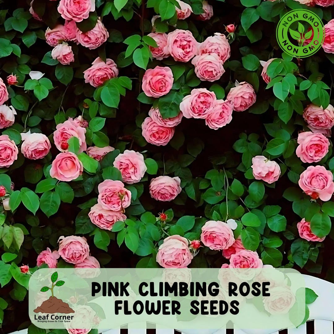 10 Pink Climbing Rose Seeds, Fragrant Rosa Vine, Butterfly-attracting ...