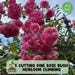 Climbing Pink Pine Rose 5 Cuttings, Heirloom Rose Bush, Fast Growing - Etsy