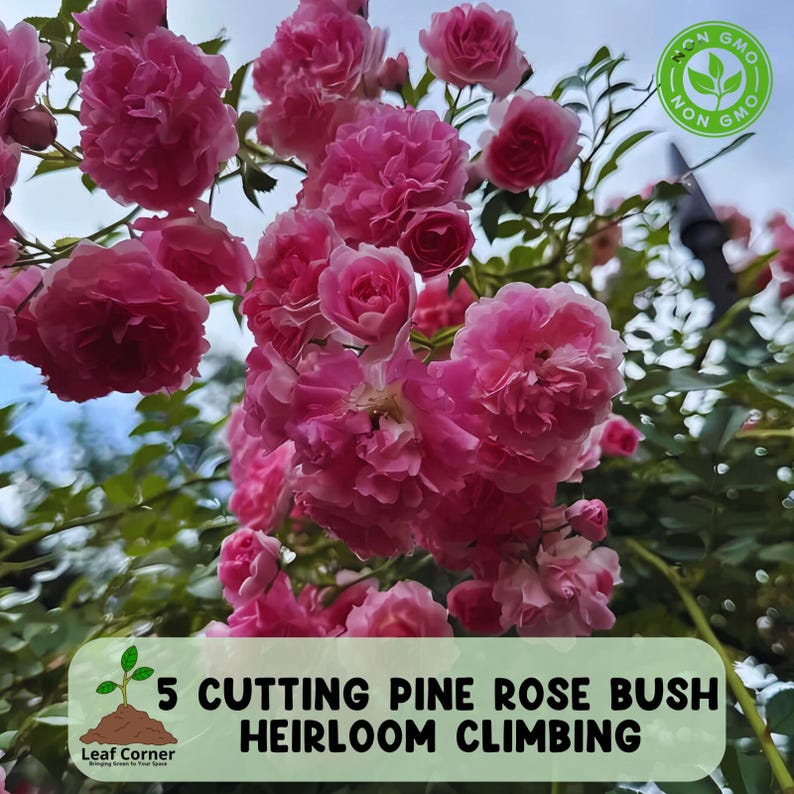 Climbing Pink Pine Rose 5 Cuttings, Heirloom Rose Bush, Fast Growing - Etsy