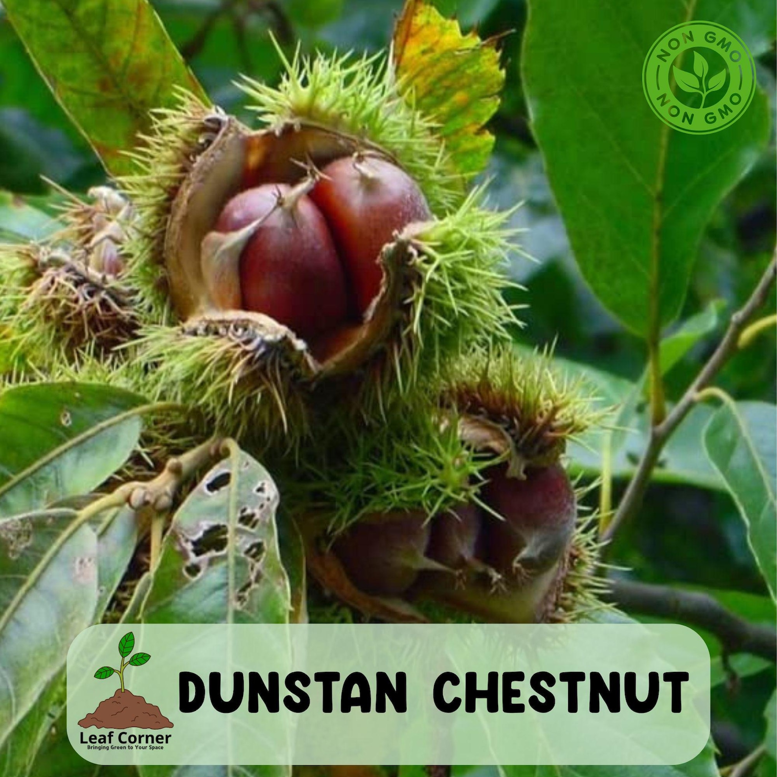 10 Dunstan Chestnut Tree Seeds, Hybrid, Cold Stratified Easy to Grow - Etsy