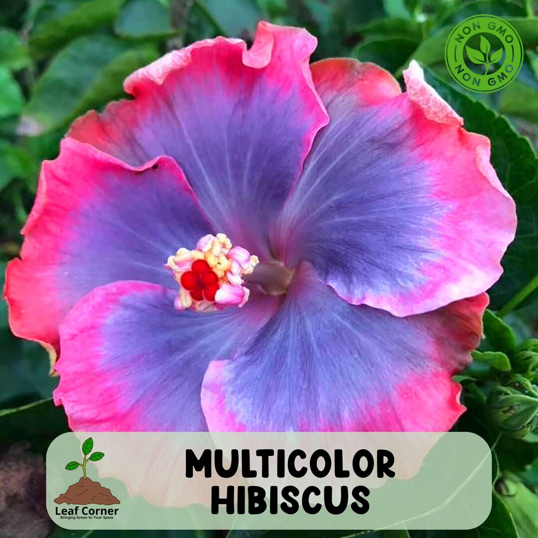 30pcs Multicolor Hibiscus Seed Pack, Rare Heirloom, Non GMO Garden ...