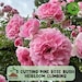 Climbing Pink Pine Rose 5 Cuttings, Heirloom Rose Bush, Fast Growing - Etsy