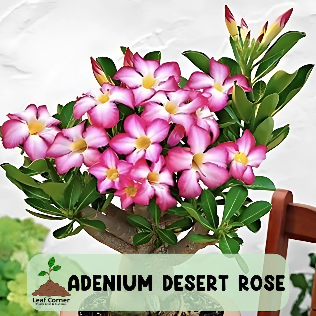 Rare 5 Adenium Obesum Seeds, Mixed Color Desert Rose, Rare Tropical ...