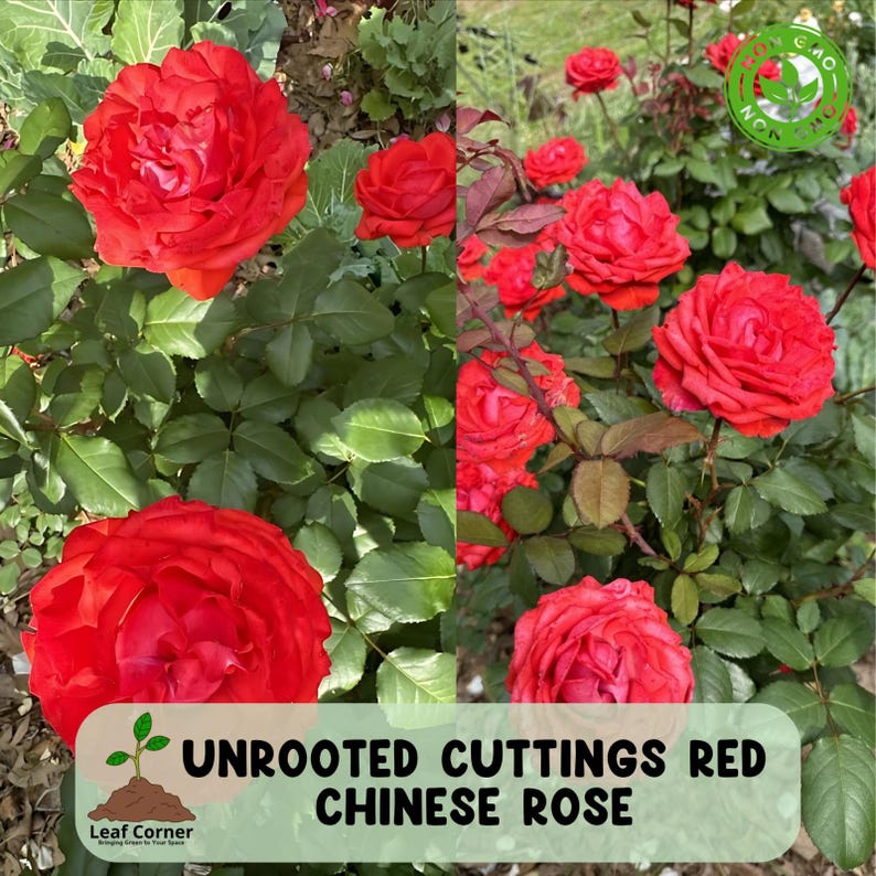 Chinese Red Rose Plant 5 Unrooted Cuttings, Vibrant Tropical Blooms ...
