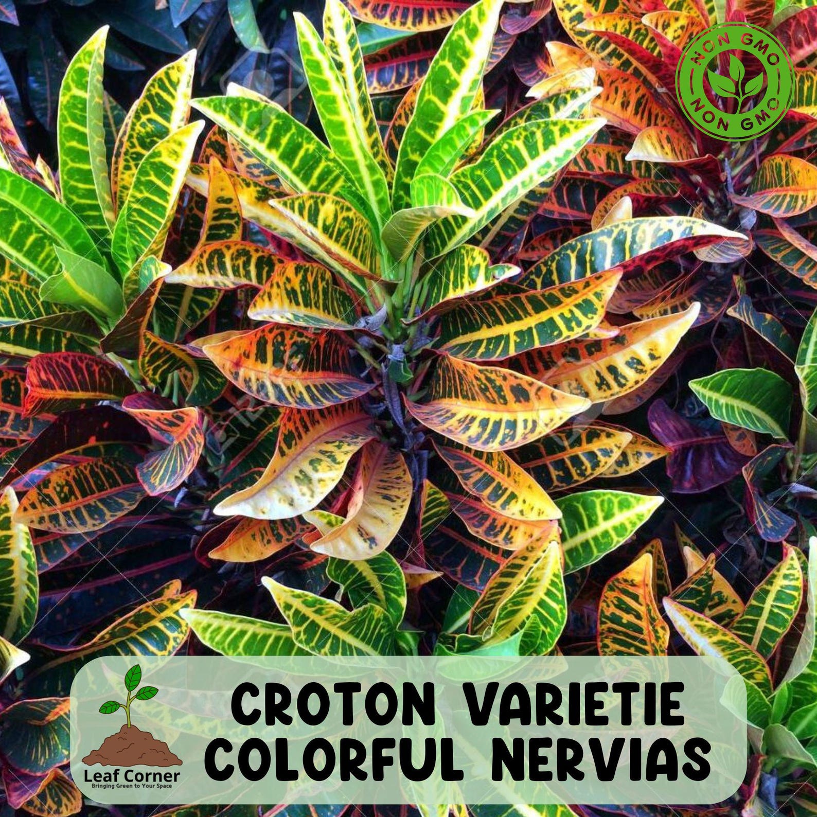 20 Croton Varieties Seeds, Colorful Nervias Tropical Foliage Plant for ...