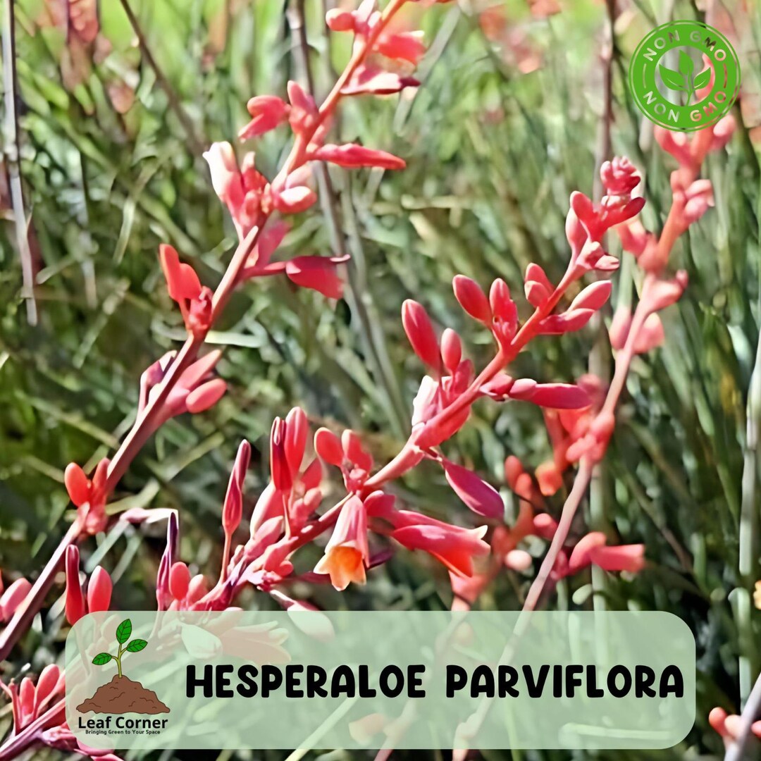 20 Red Yucca Flower Seeds, Hesperaloe Parviflora, Desert Garden ...
