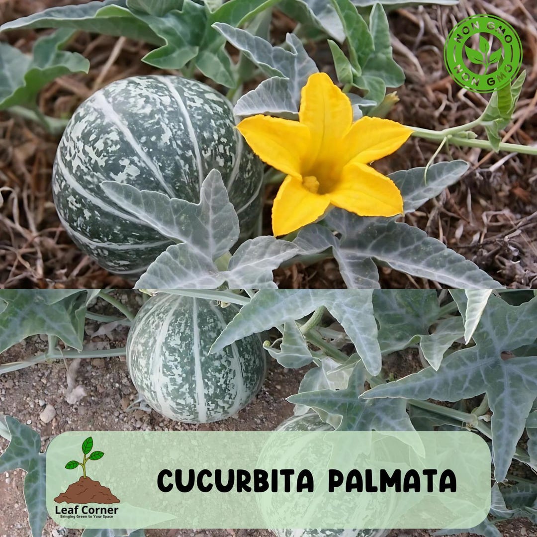Coyote Gourd Seeds (cucurbita Palmata), 30 Organic Heirloom Seeds ...
