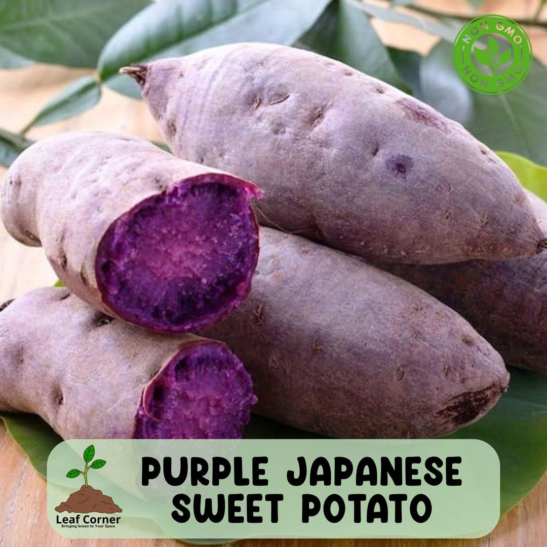Purple Japanese Sweet Potato Slips, Gardening Slips Live, Vegetable ...