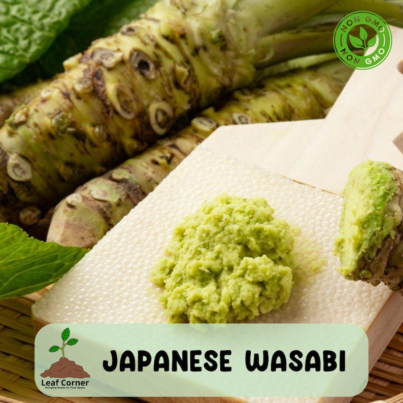 5 Japanese Wasabi Root Seeds for Planting, Wasabia Japonica - Etsy