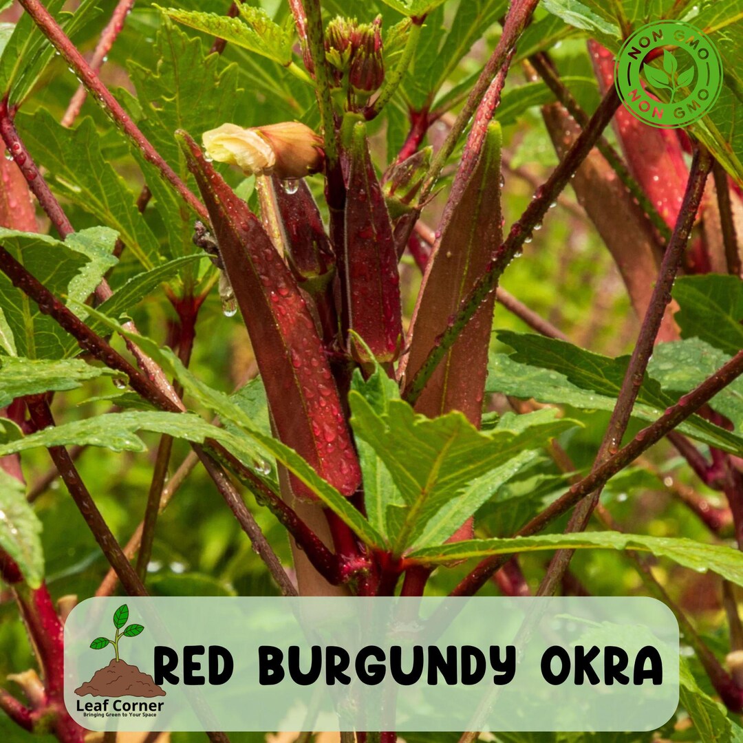 Red Burgundy Okra Seeds NONGMO, Heirloom Variety Vibrant Purple ...