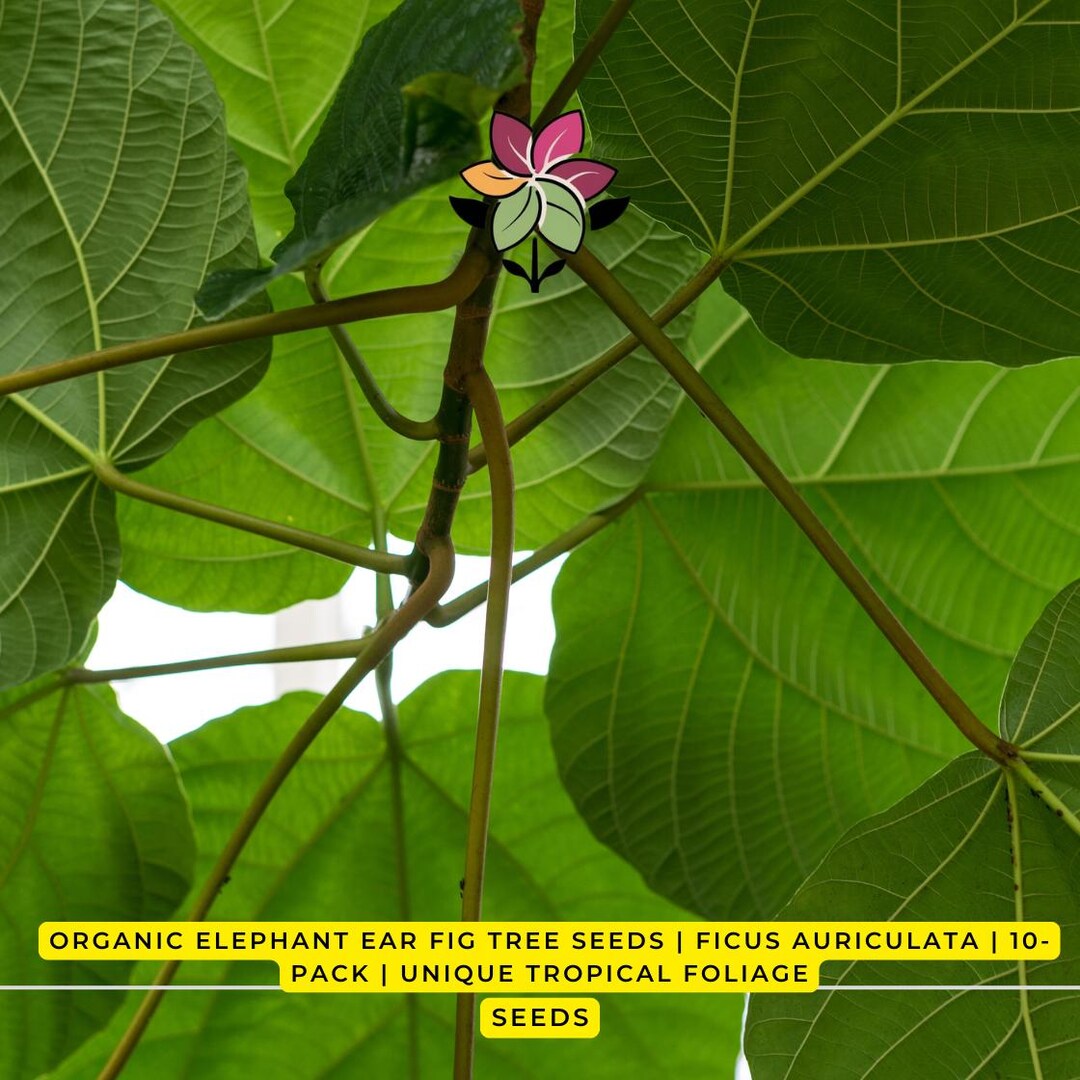 Organic Elephant Ear Fig Tree Seeds | Ficus Auriculata | 10 Seeds ...