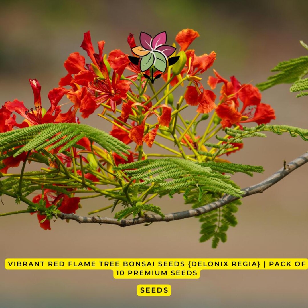 Vibrant Red Flame Tree Bonsai Seeds {delonix Regia} | Pack of 10 ...