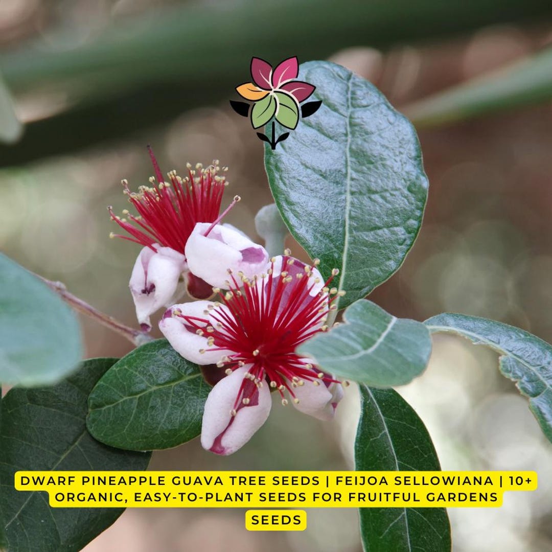 Dwarf Pineapple Guava Tree Seeds | Feijoa Sellowiana | 10+ Organic ...