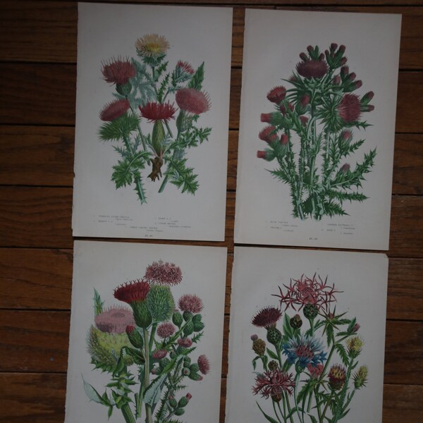 Botanical Book Plate - Etsy