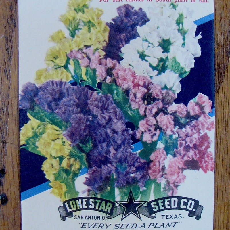 Statice Seeds - Etsy