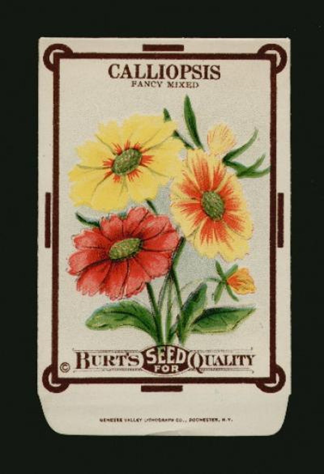 1910s Calliopsis Antique Century Old Flower Seed Pack Garden Art - Etsy