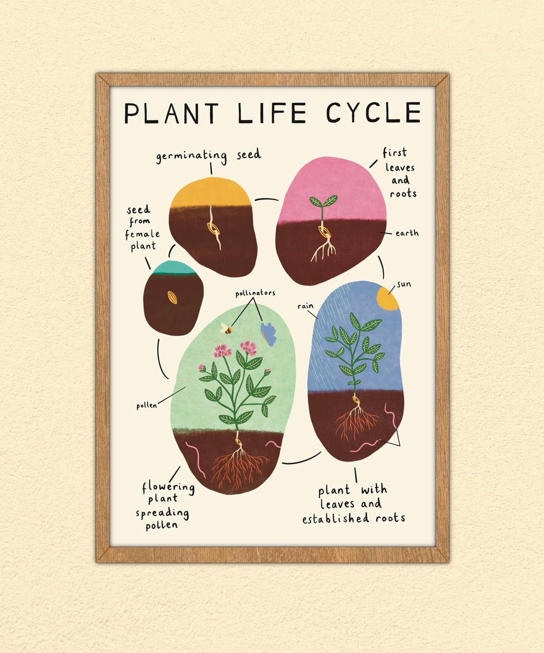 Plant Life Cycle Print - Etsy