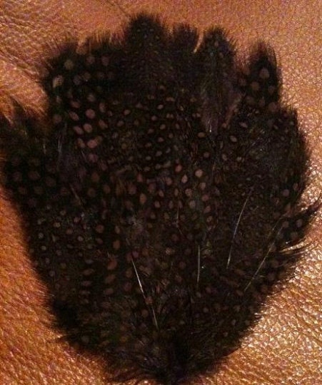 Dyed Guinea Feather Pads Choose From Turquoise Brown and | Etsy