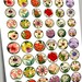 Digital Printable Hawaiian Tropical Flowers, 1 Inch Circles AND 1.25 ...