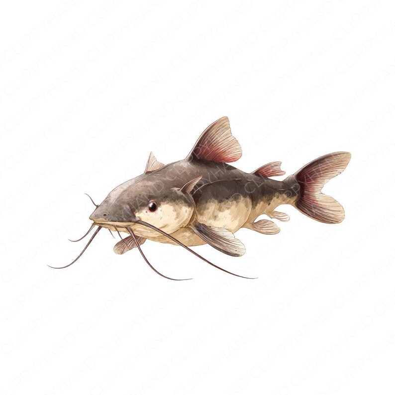 20 Catfish Clip Art PNG, Catfishes No Background, Catfish Transparent ...