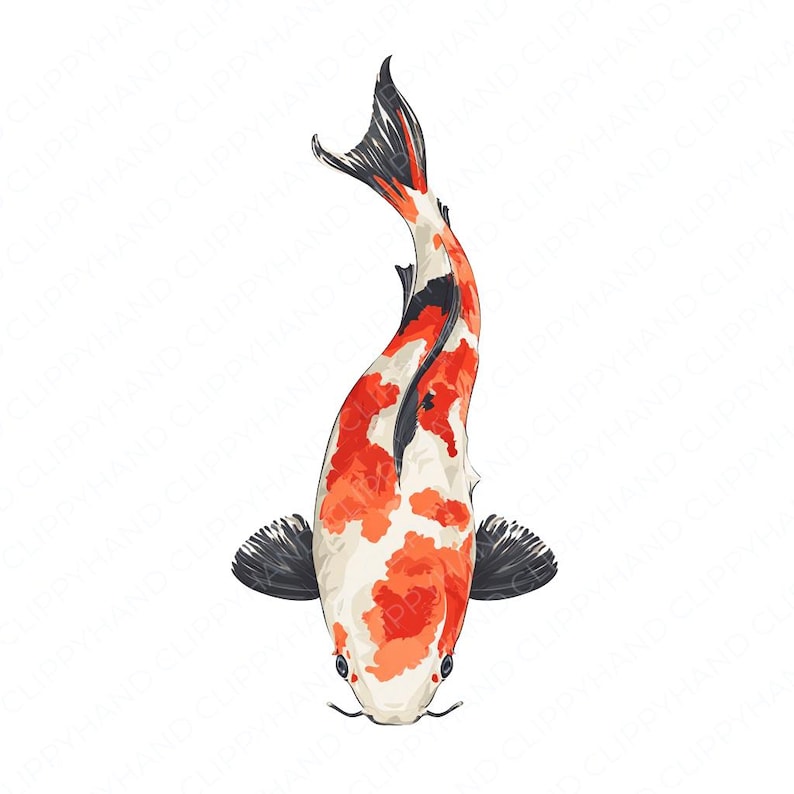 20 Koi Fish Clip Art, Koi Fish No Background, Koi Fish Transparent PNG Image, Commercial Use - Etsy