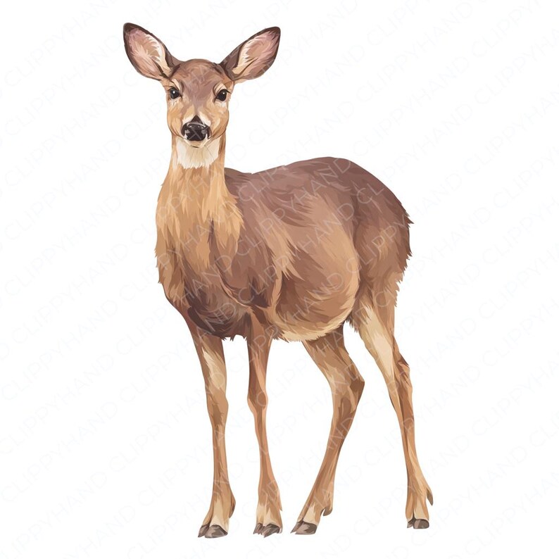20 Deer Clip Art, Deer Clipart PNG No Background, Deer Clipart ...