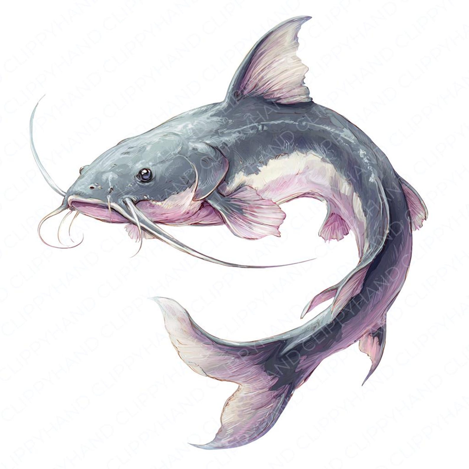 20 Catfish Clip Art PNG, Catfishes No Background, Catfish Transparent ...