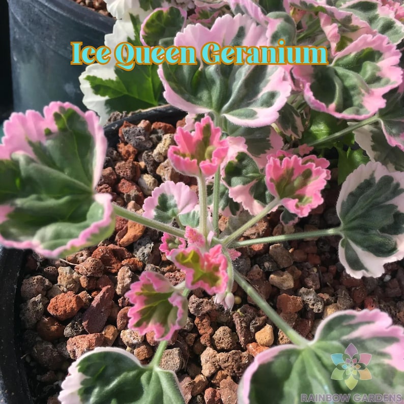 25 Ice Queen Geranium Seeds – Rare Variegated Pink & Green Pelargonium ...
