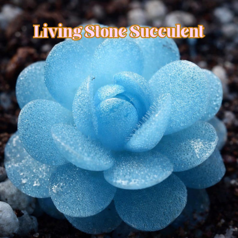 100 Rare Lithops Seeds, Exotic Living Stone Succulent Plants, Indoor ...