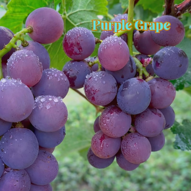 30 Purple Grape Seeds, Sweet Juicy Grapes for Home Garden & Vineyard ...