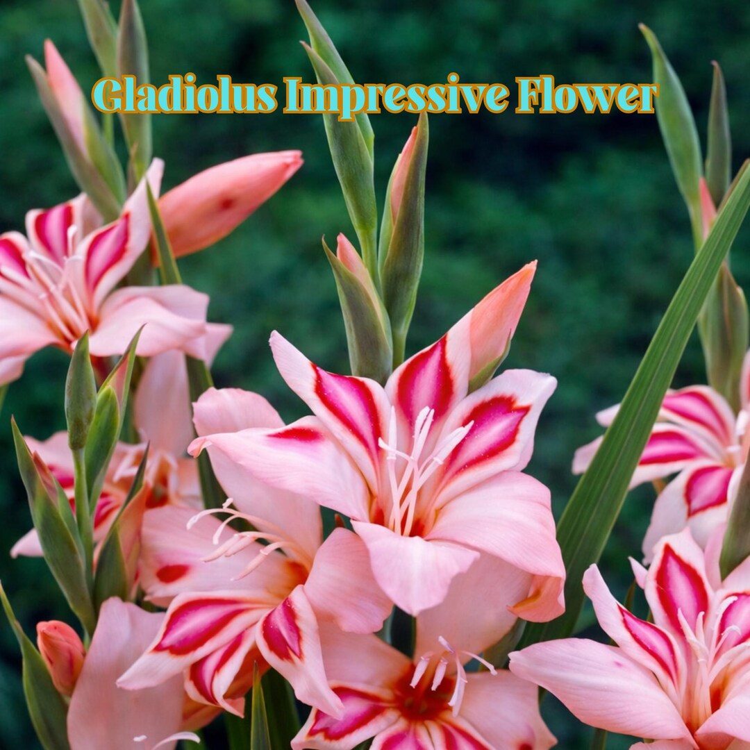 10 Gladiolus Impressive Flower Bulbs – Elegant Pink Red Blooms, Easy to ...