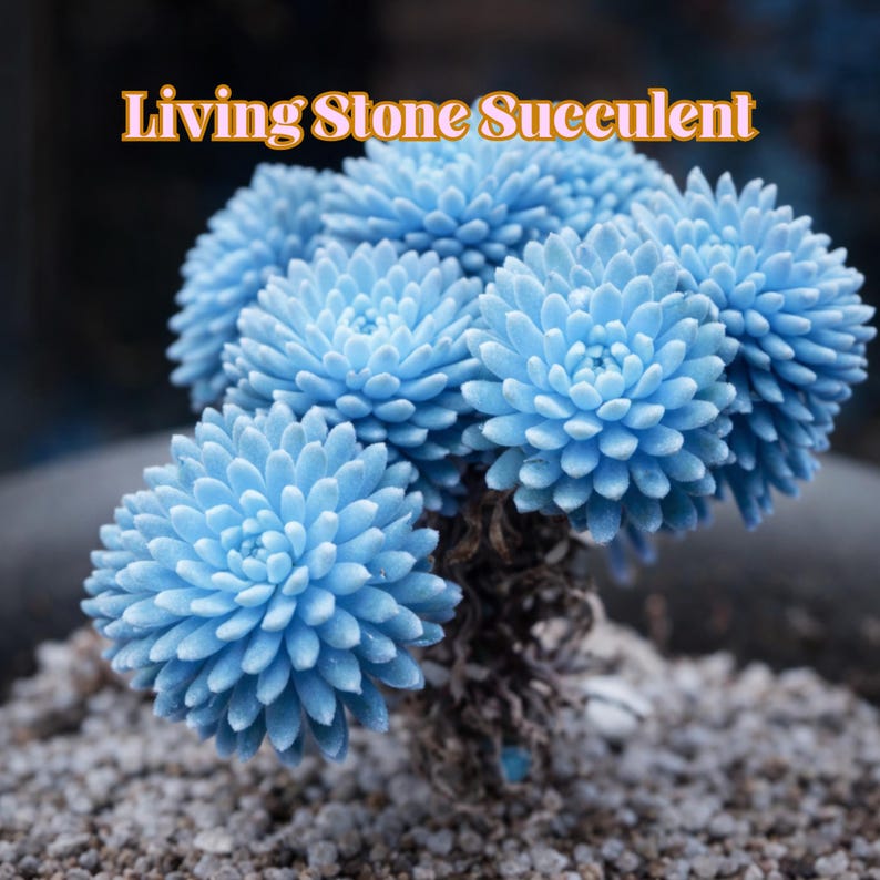 100 Rare Lithops Seeds, Exotic Living Stone Succulent Plants, Indoor ...