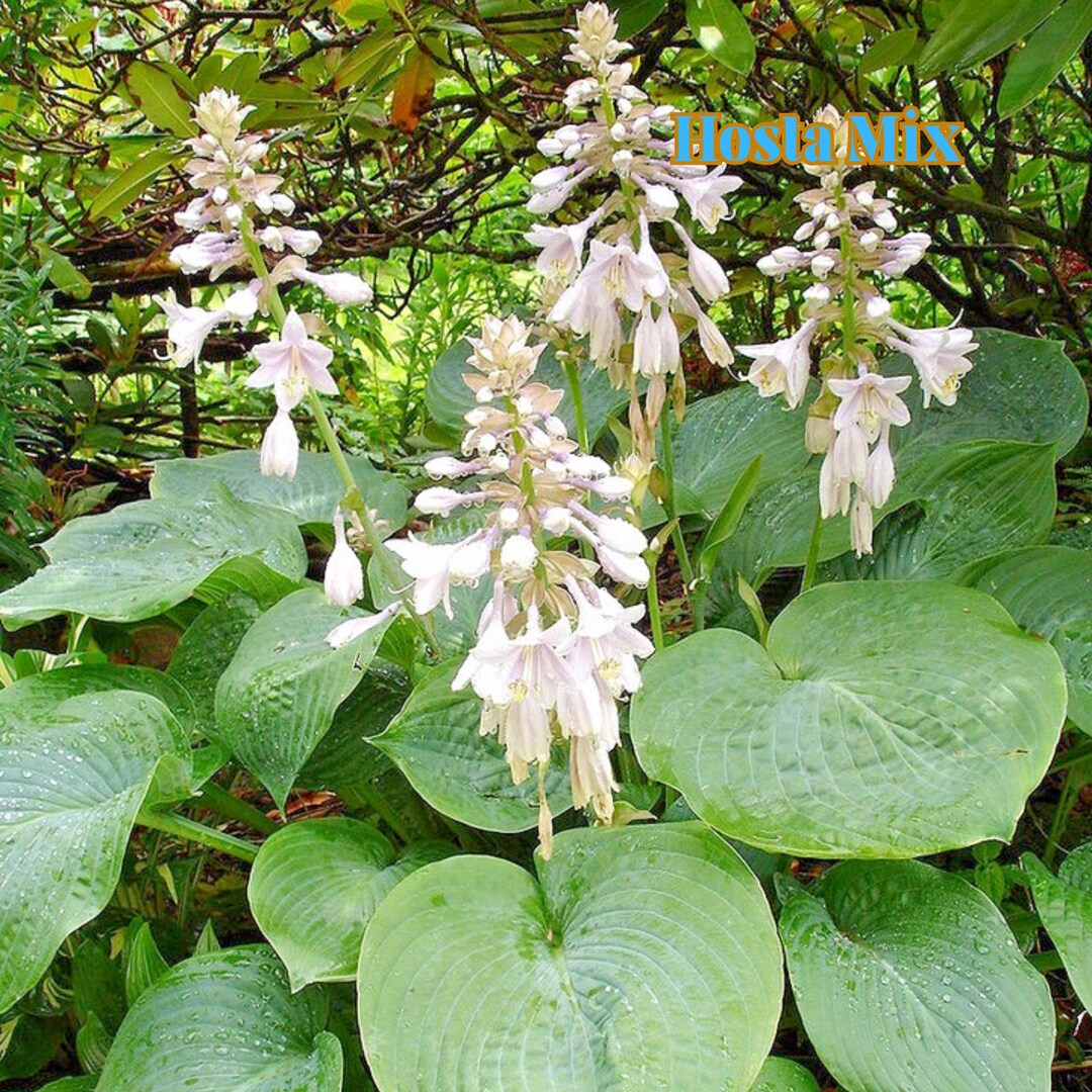 100 Hosta Mix Seeds, Large Variety Blue, Grey, Yellow & Variegated ...