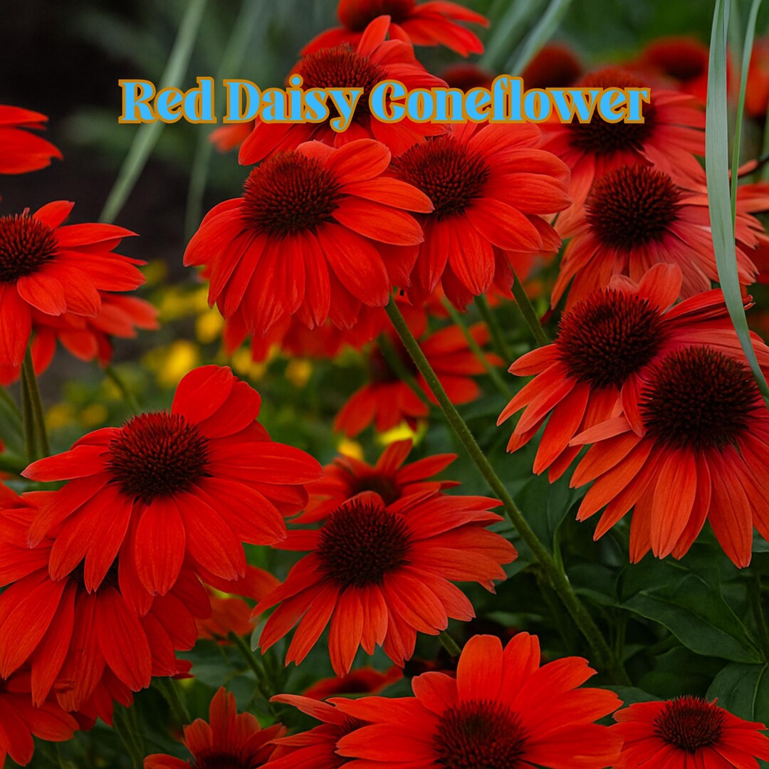 200 Red Coneflower Seeds, Echinacea Daisy, Pollinator Friendly - Etsy