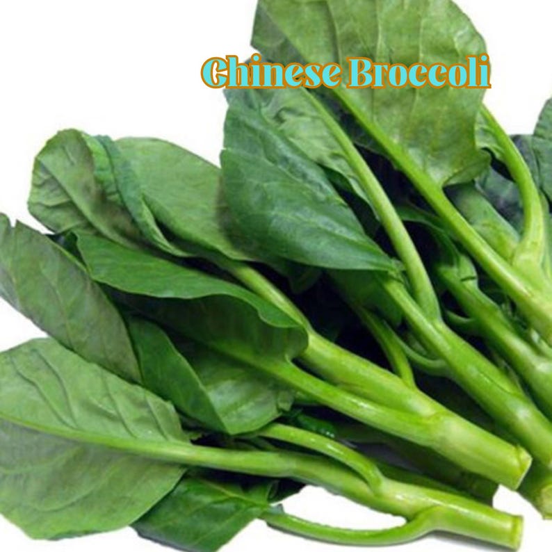 100 Gai Lan Chinese Broccoli Seeds, Fresh Asian Kale Vegetable for ...