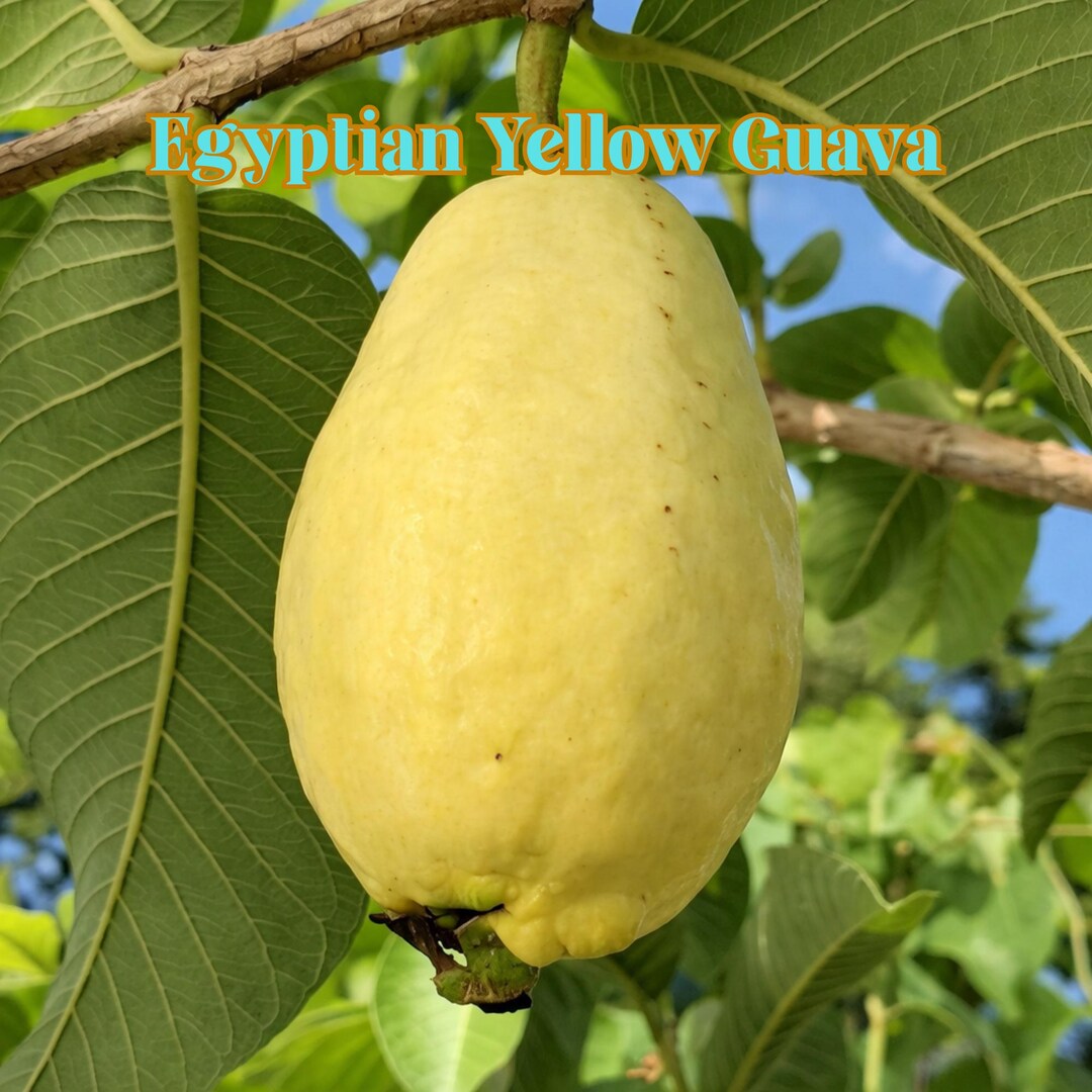 50 Egyptian Yellow Guava Seeds, Exotic Tropical Fruit Tree for Home ...