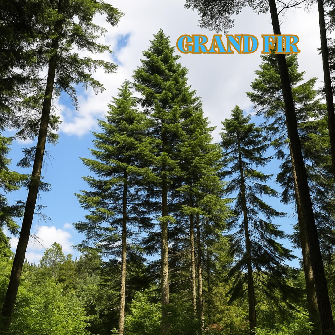 Grand Fir Tree Seedlings – 1 Year Plugs for Landscaping, Windbreak ...