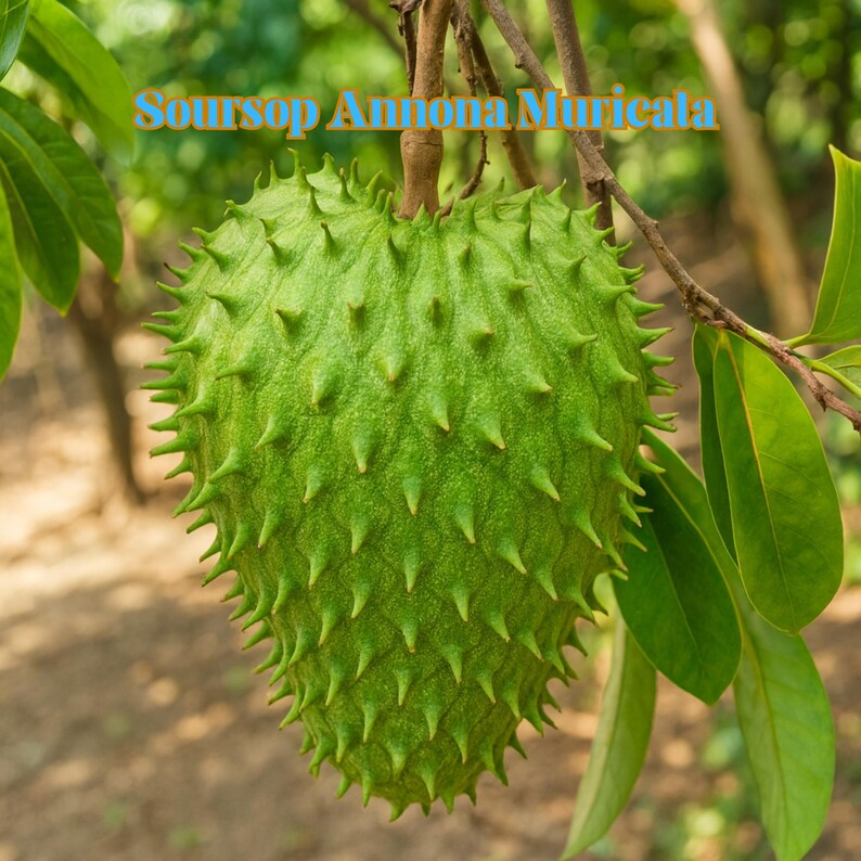 10 Soursop Seeds | Annona Muricata | Graviola Tropical Fruit Tree ...
