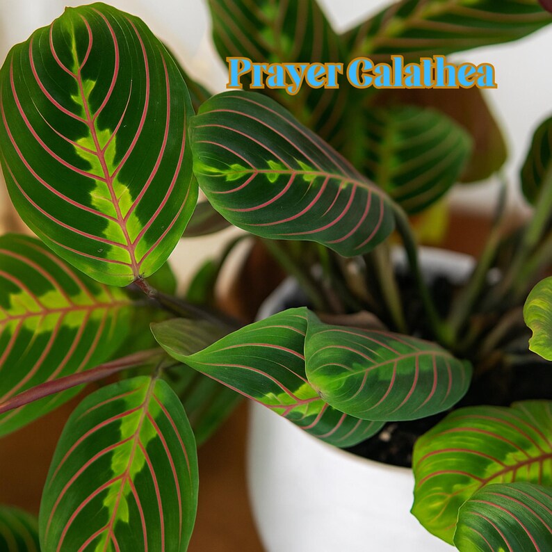25 Prayer Calathea Seeds – Rare Tropical Foliage Plant for Indoor ...
