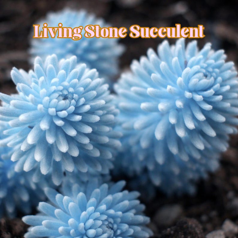 100 Rare Lithops Seeds, Exotic Living Stone Succulent Plants, Indoor ...