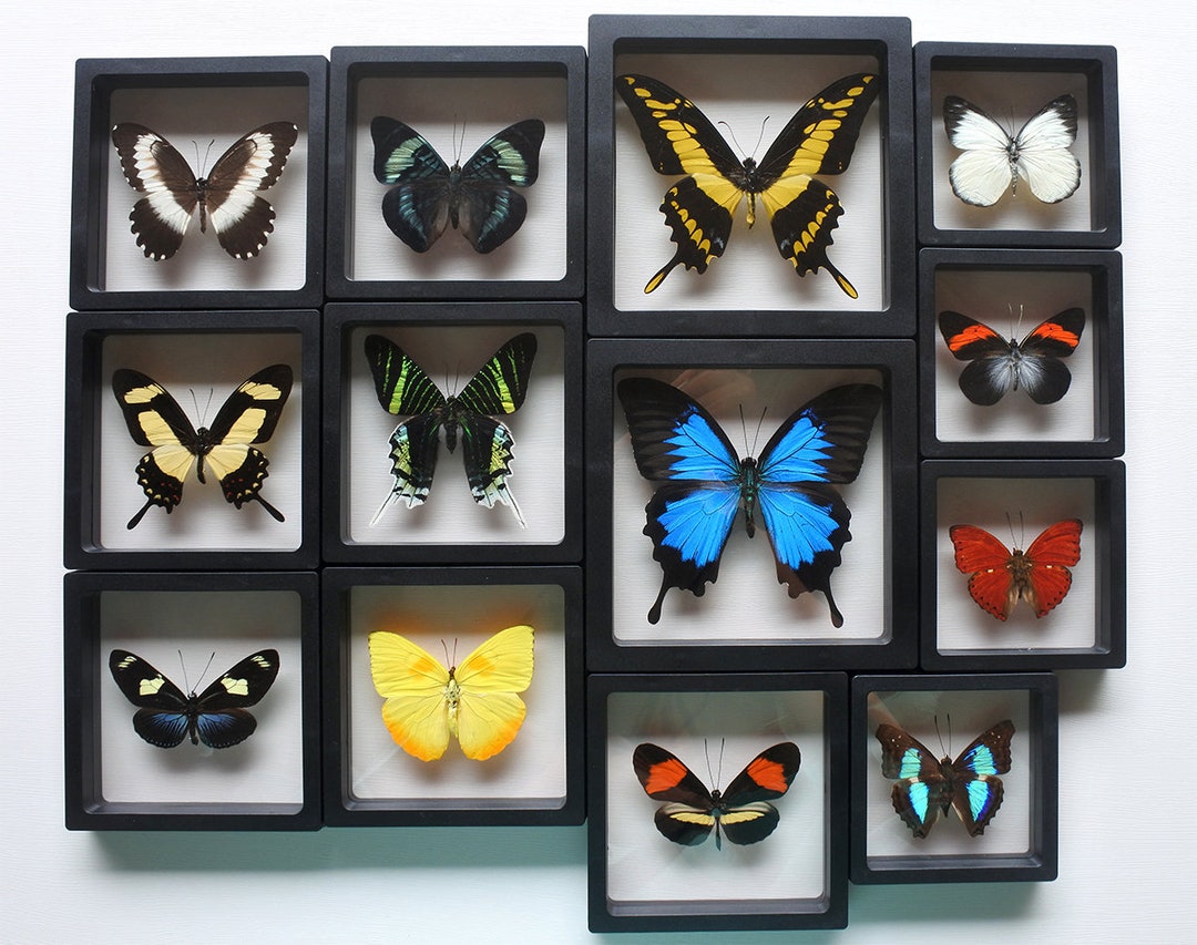 Personalised Beautiful Real Butterfly In A 3D Floating Frame original