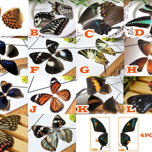 Real Butterfly Wing - Etsy