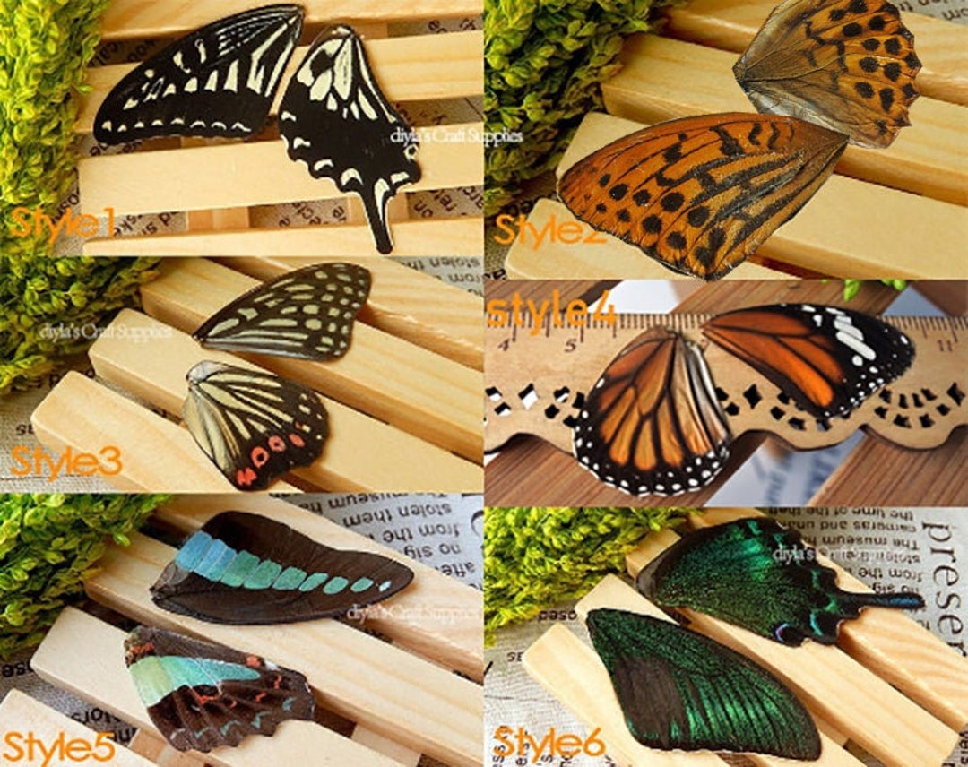 12pcs Real Butterfly Wing Authentic Butterfly Wing Nature Butterfly ...