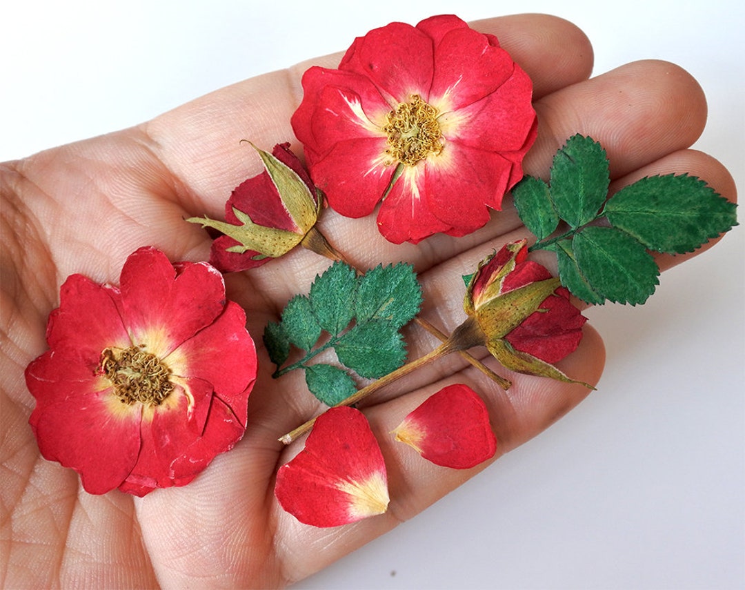 Real Dried Pressed Flowers Rose Buds and Rose Leaves for Aromatherapy ...