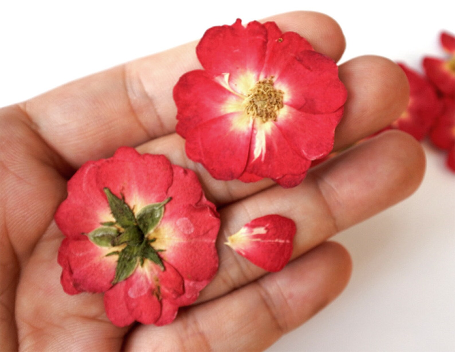 Real Dried Pressed flowers Rose Buds and Rose leaves For | Etsy